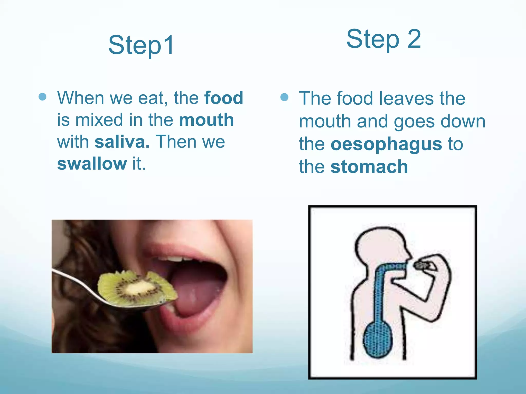 HOW DIGESTION WORKS | PPTX