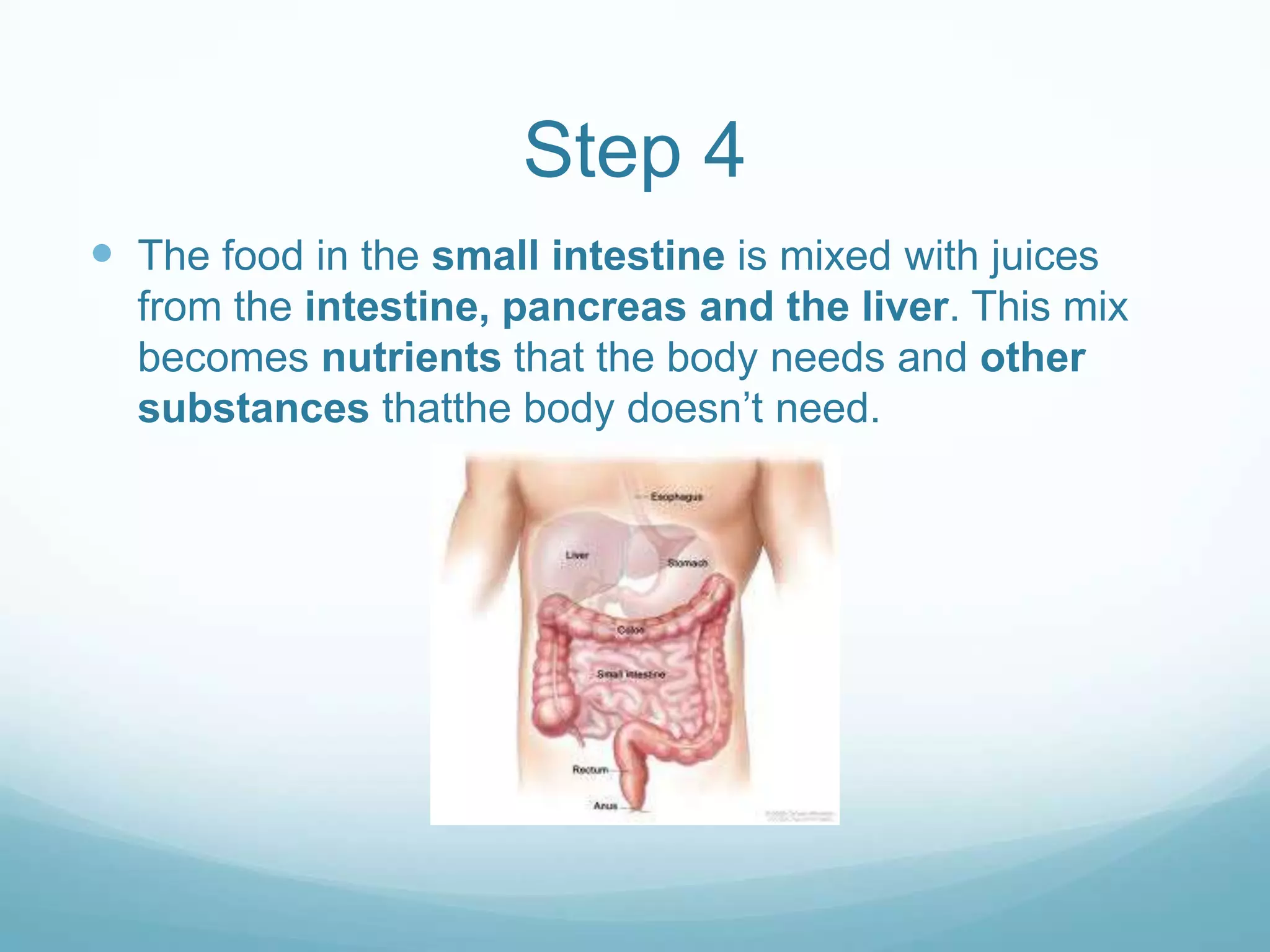 HOW DIGESTION WORKS | PPTX