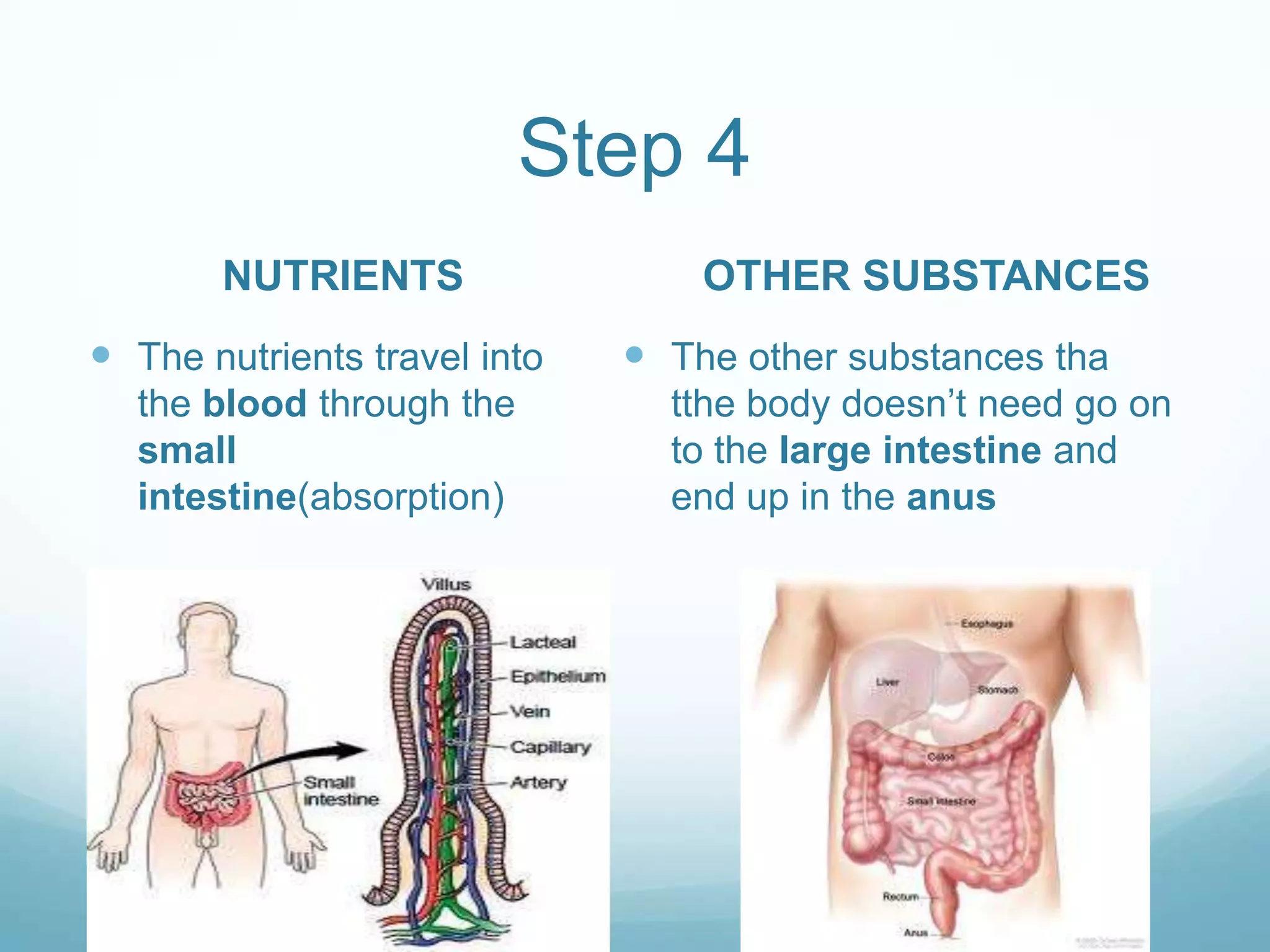 HOW DIGESTION WORKS | PPTX