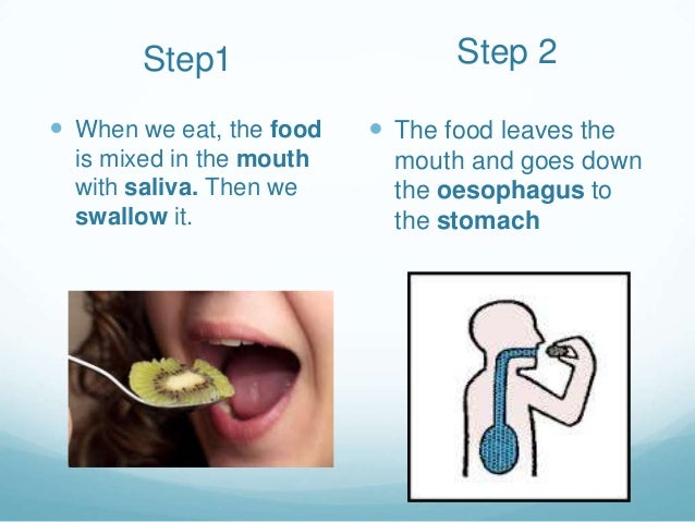 HOW DIGESTION WORKS how-digestion-works