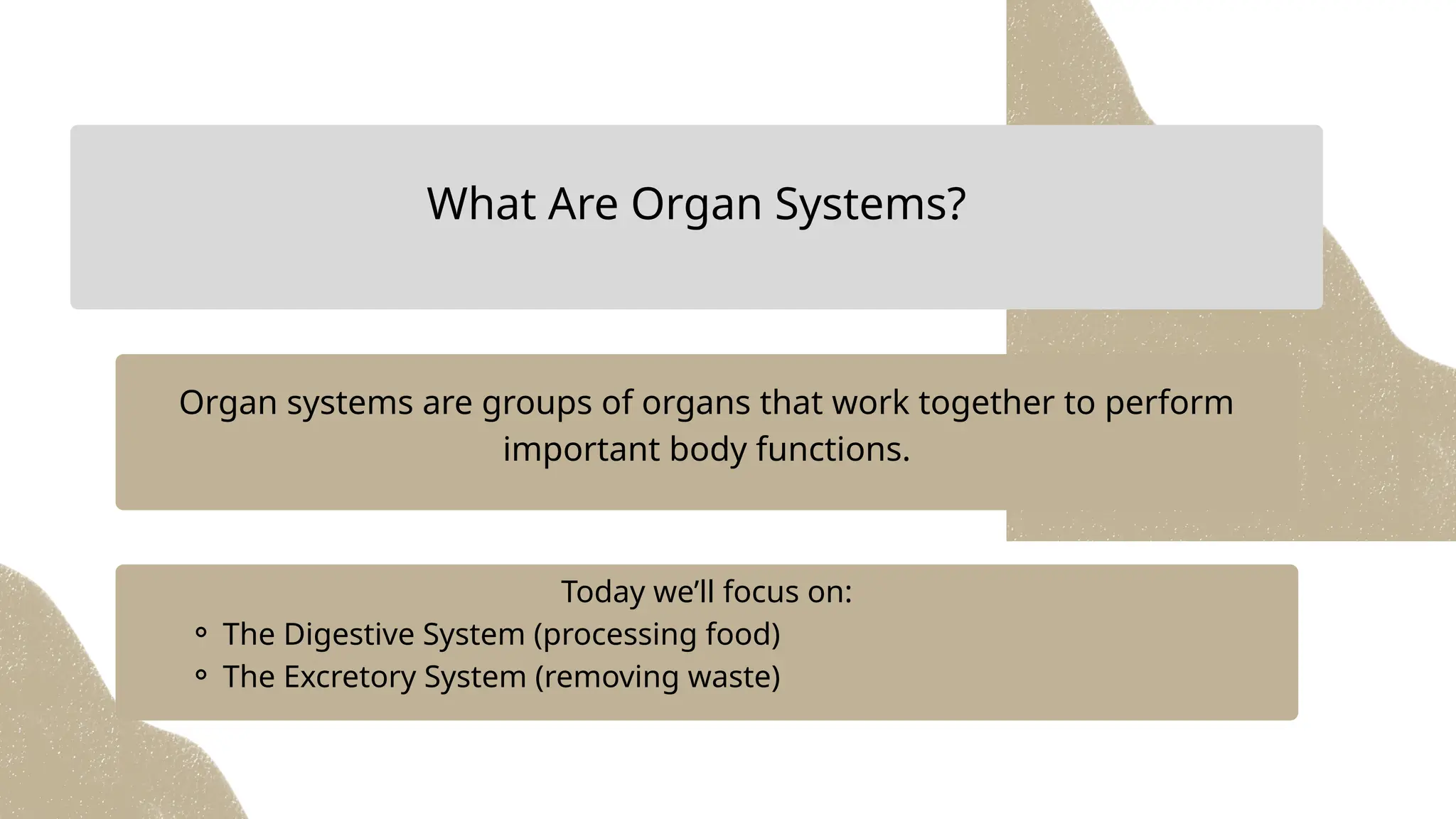 The Digestive and Excretory Systems Powerpoint presentation | PPTX