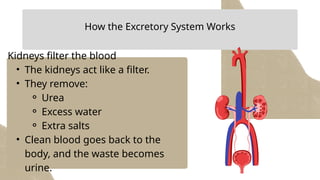 The Digestive and Excretory Systems Powerpoint presentation | PPTX