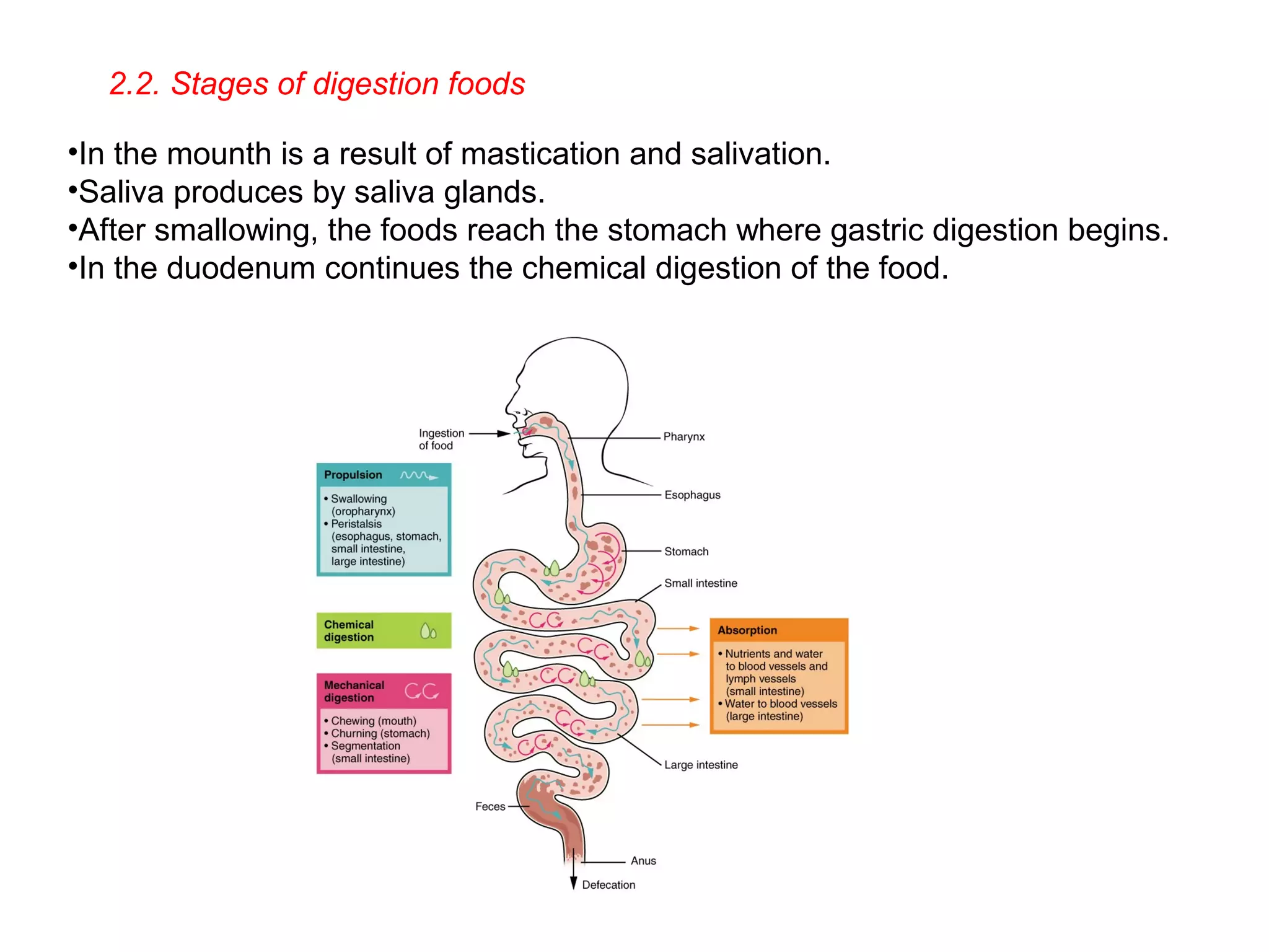 The digestive apparatus | PPT