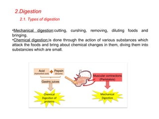 The digestive apparatus | PPT