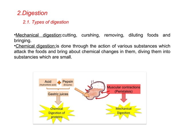 The digestive apparatus | PPT