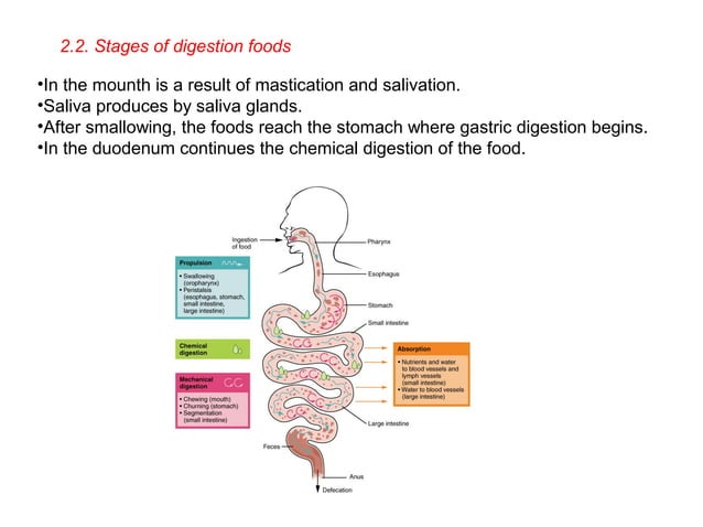 The digestive apparatus | PPT
