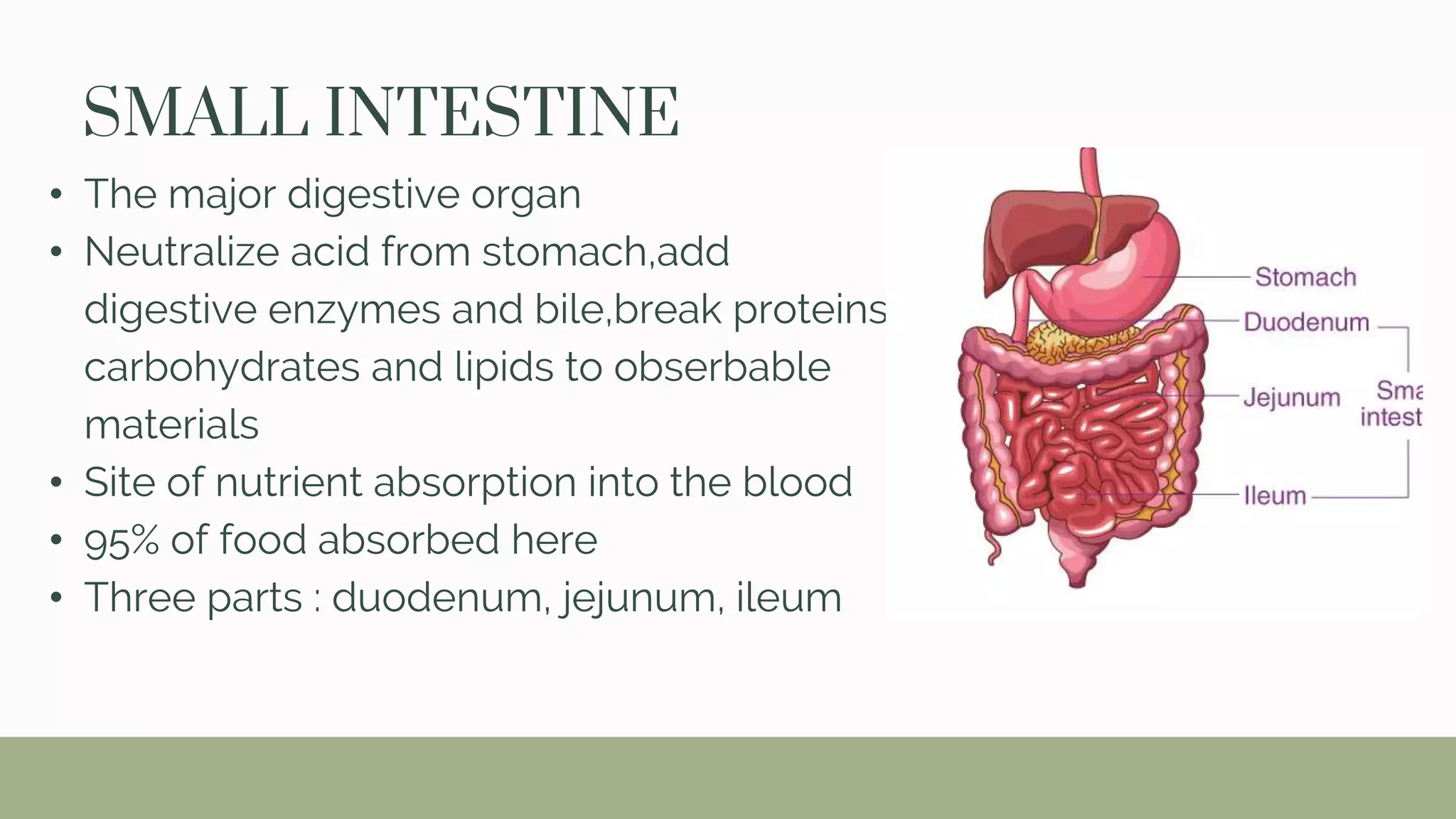 THE DIGESTIVE ENZYME - BSN1N - GROUP 6.pptx