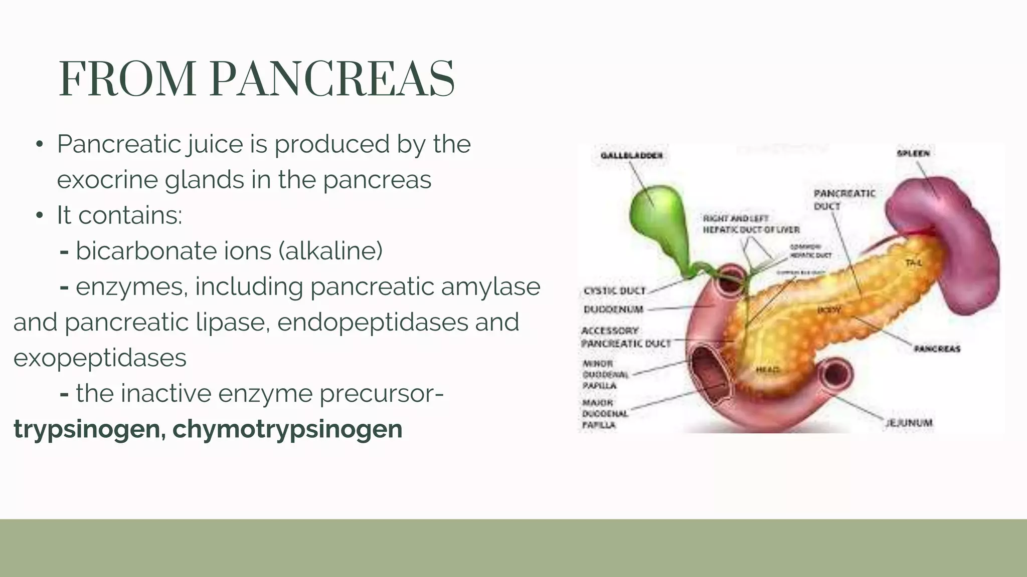 THE DIGESTIVE ENZYME - BSN1N - GROUP 6.pptx