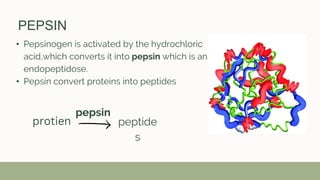 THE DIGESTIVE ENZYME - BSN1N - GROUP 6.pptx