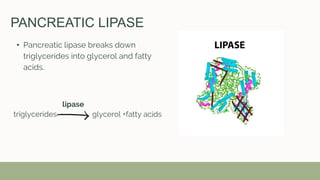 THE DIGESTIVE ENZYME - BSN1N - GROUP 6.pptx