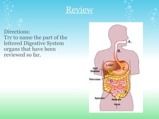 The Digestive System | PPT