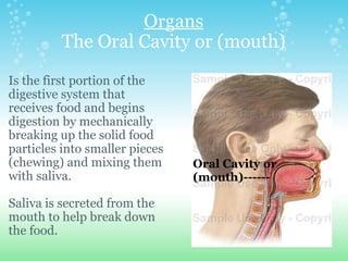 The Digestive System | PPT
