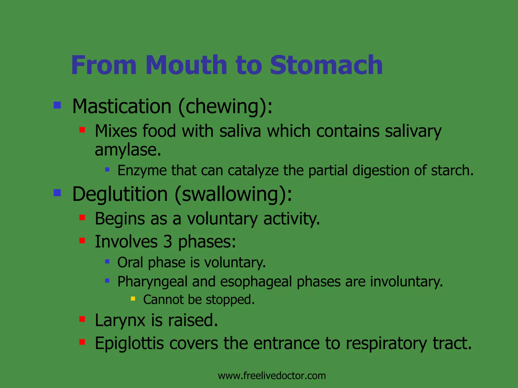 The Digestive System | PPT