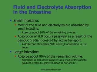 Electrolytes Are Absorbed Where