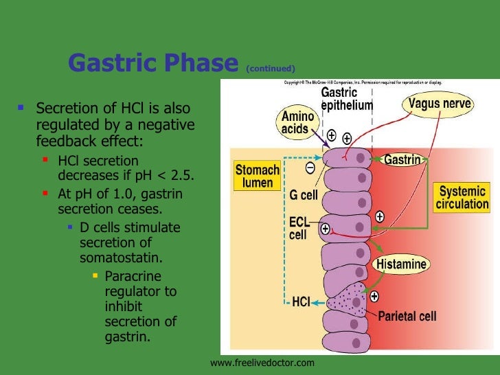 The Digestive System