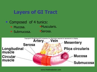 The Digestive System | PPT
