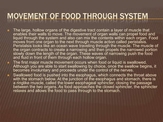 The digestive system | PPTX