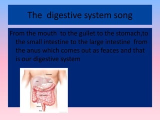 The digestive system | PPTX | Food & Drink