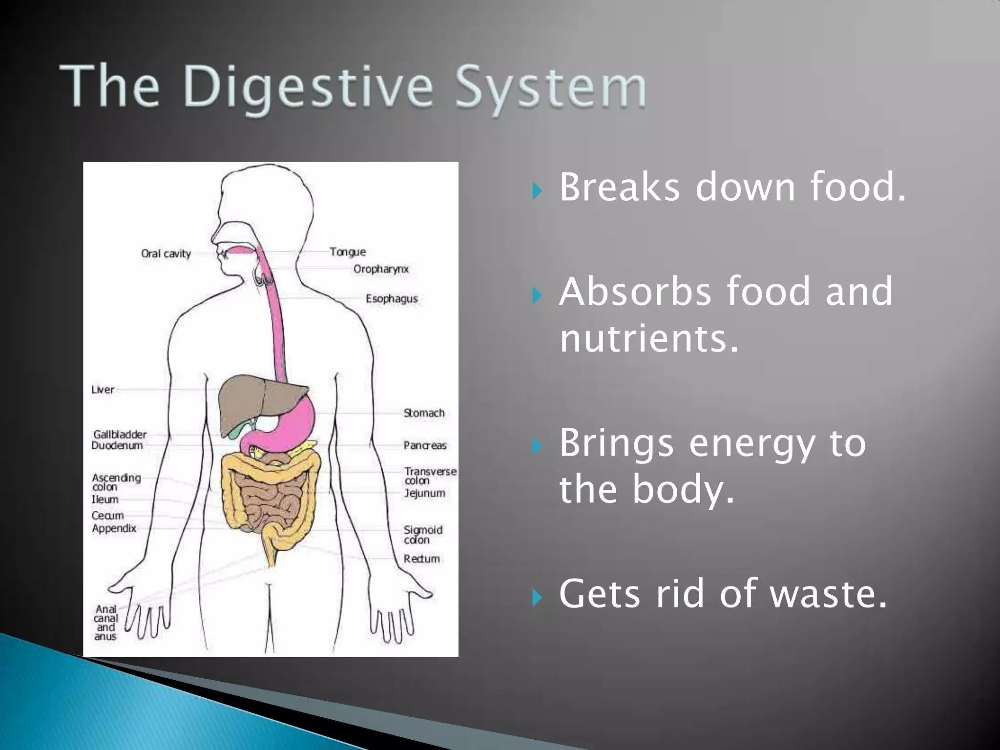 The digestive system | PPTX