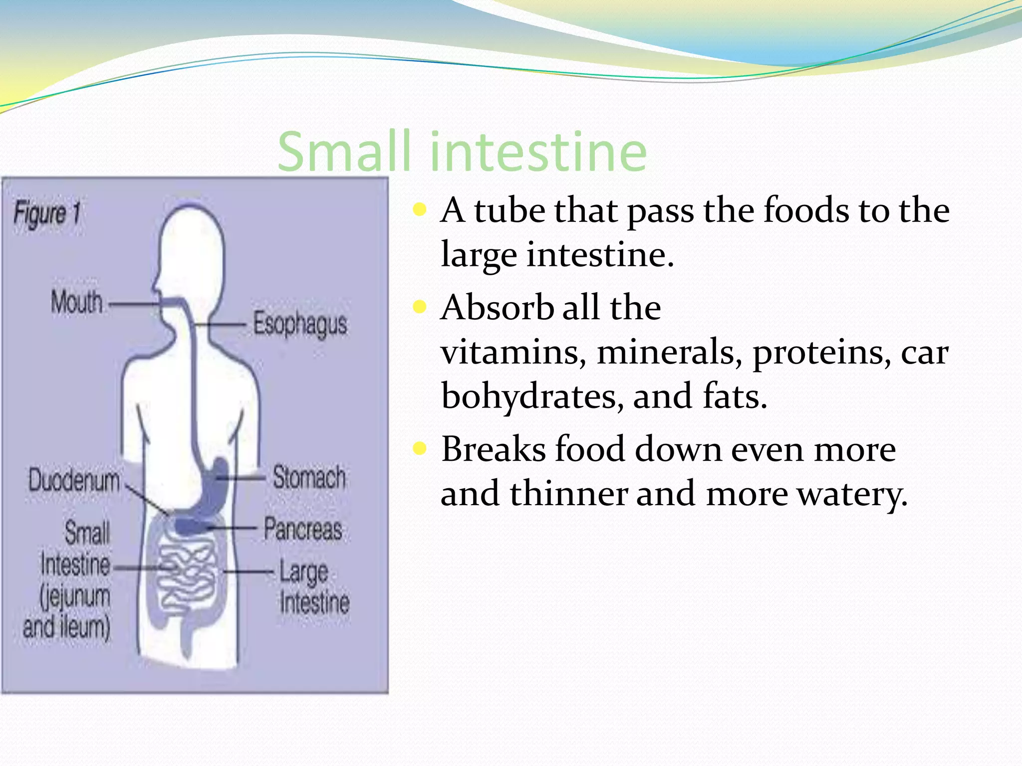 The digestive system jennily | PPT