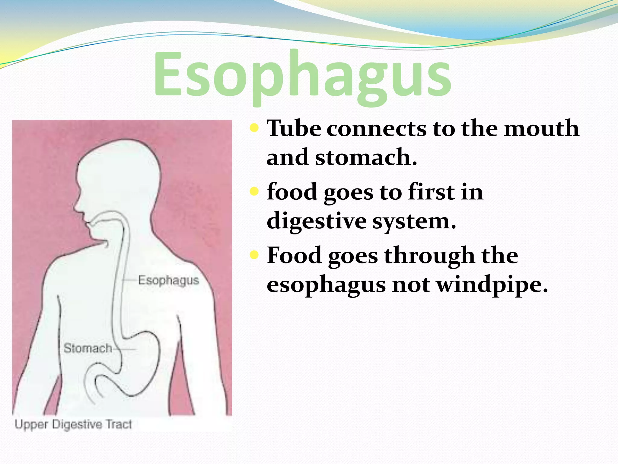 The digestive system | PPTX