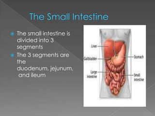The digestive system | PPTX