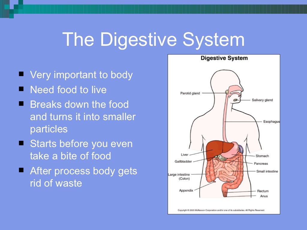 The digestive system
