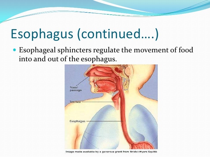 Esophagus Lesson For Kids Definition Function Studycom