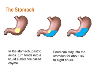 The Digestive System | PPT