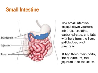 The Digestive System | PPT