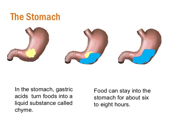 The Digestive System
