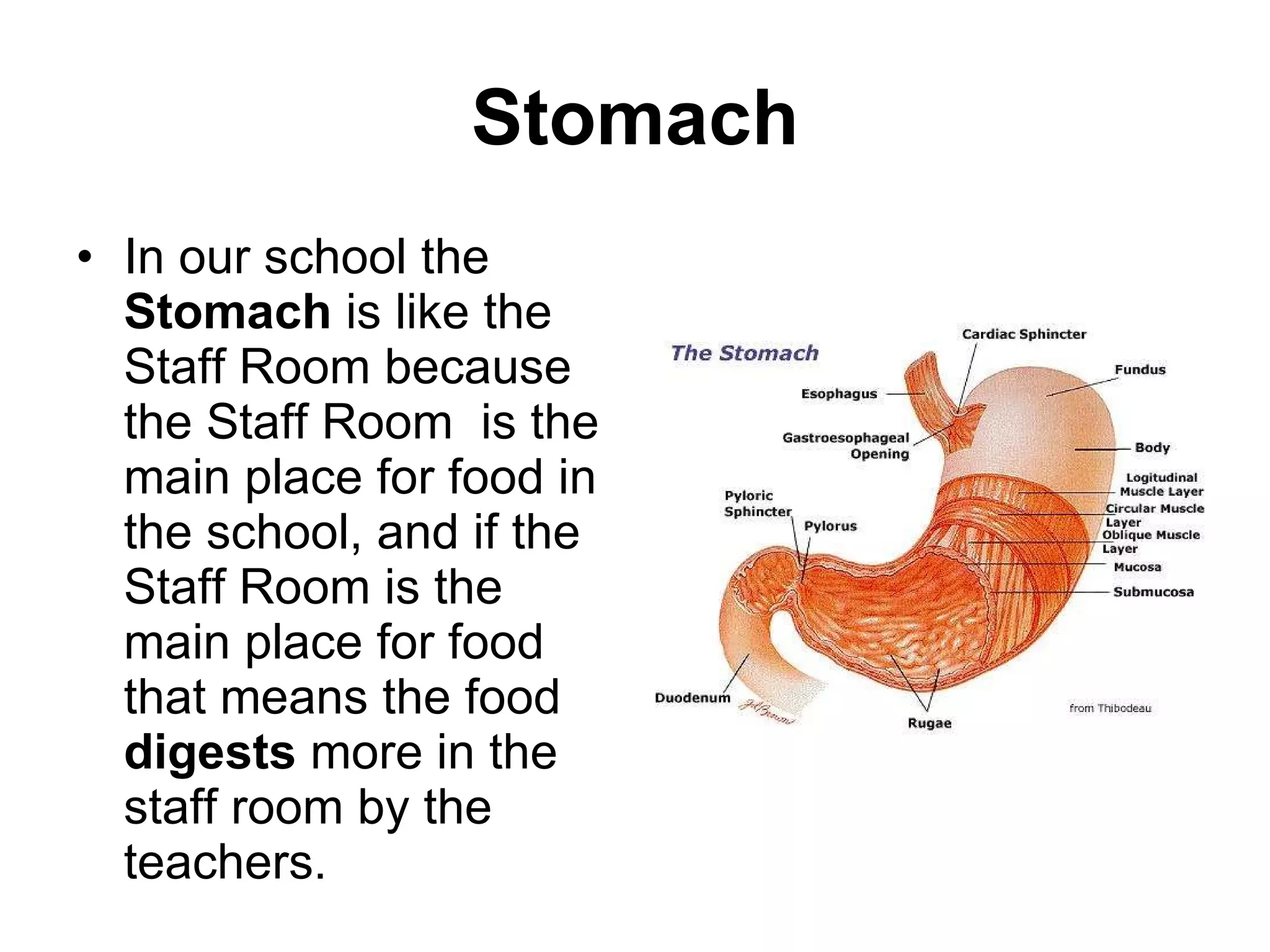 The digestive system | PPT