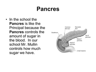 The digestive system | PPT
