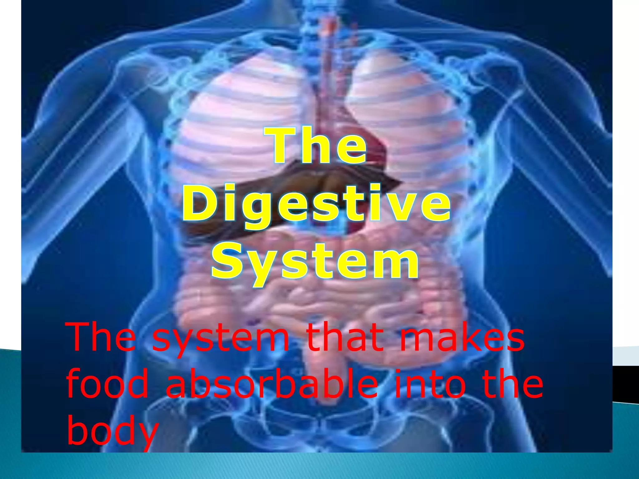 The digestive system | PPTX