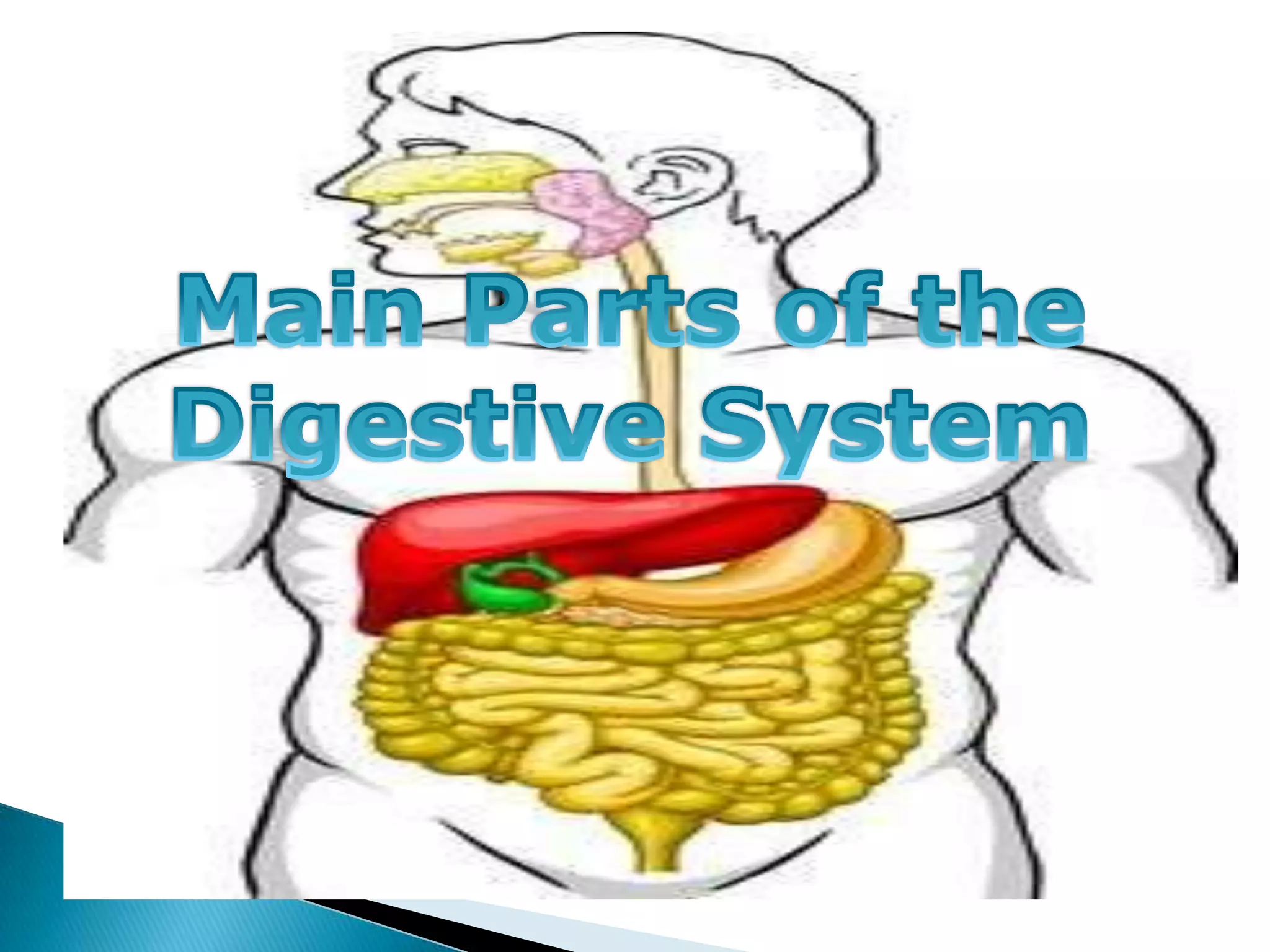 The digestive system | PPTX