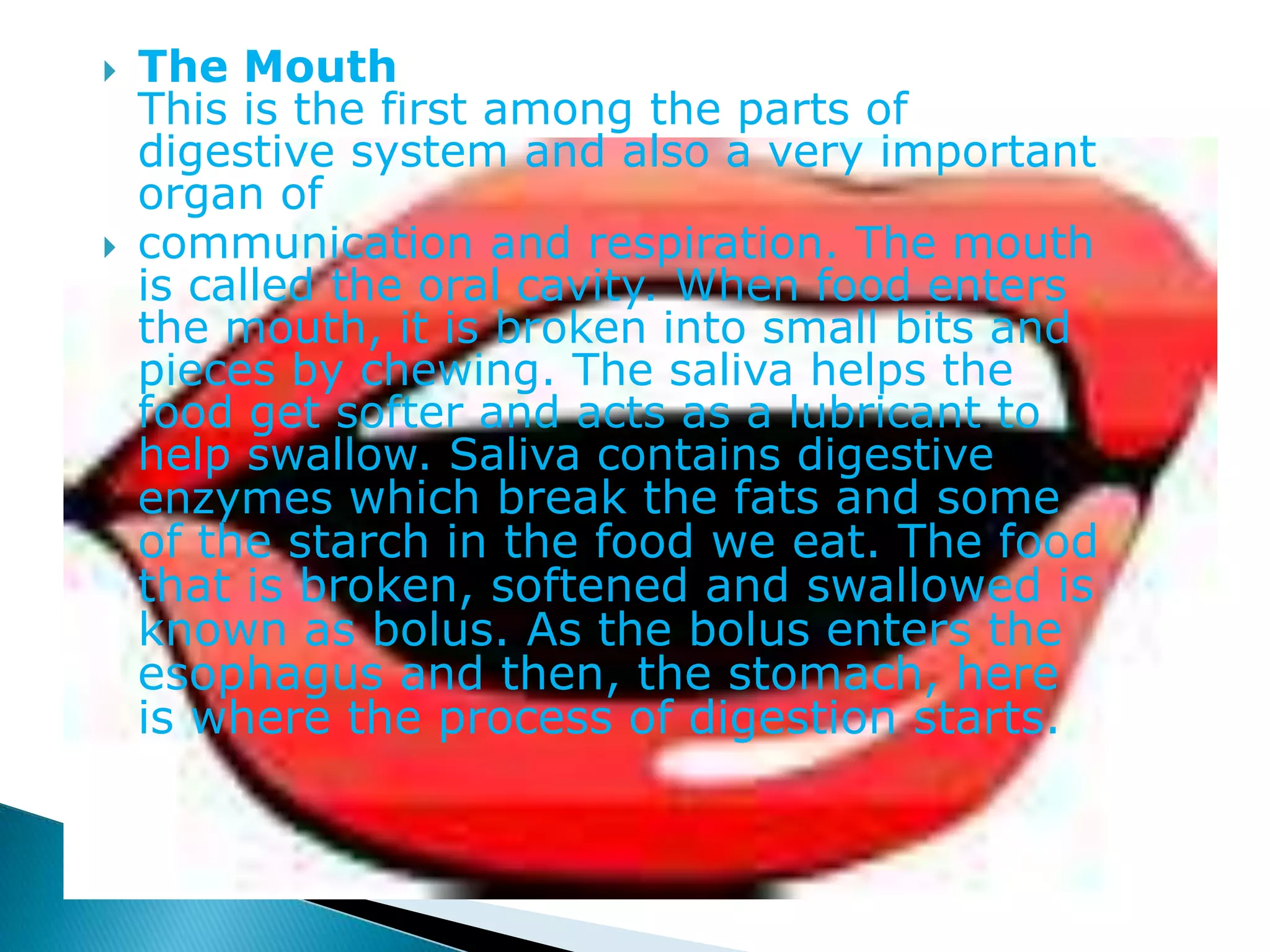 The digestive system | PPTX