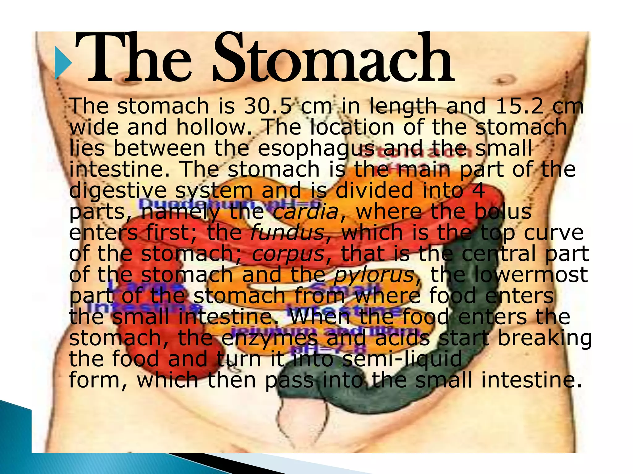 The digestive system | PPTX