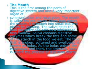 The digestive system | PPTX