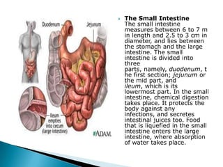 The digestive system | PPTX