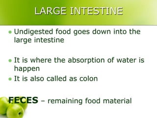 The digestive system | PPT