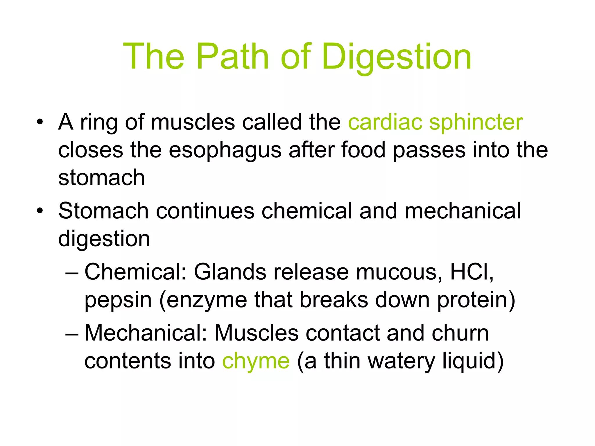 The digestive system | PDF
