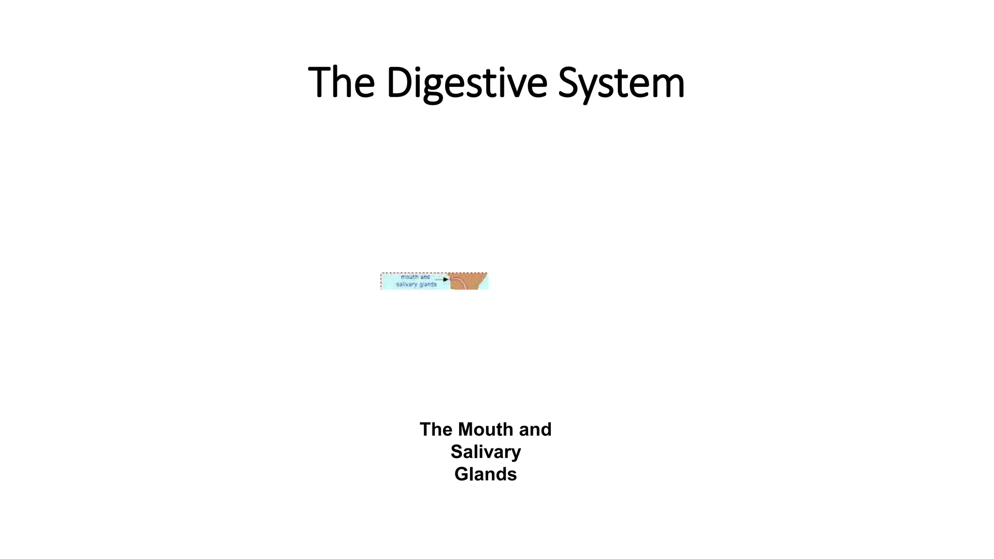 The digestive system Health Occupations Salinas CA | PPT