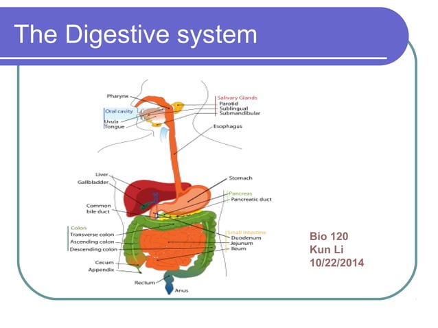 The digestive system | PPT