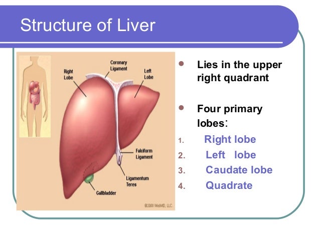 The digestive system