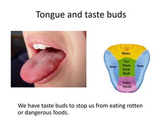 The digestive system | PPTX