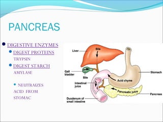 The digestive system | PPT