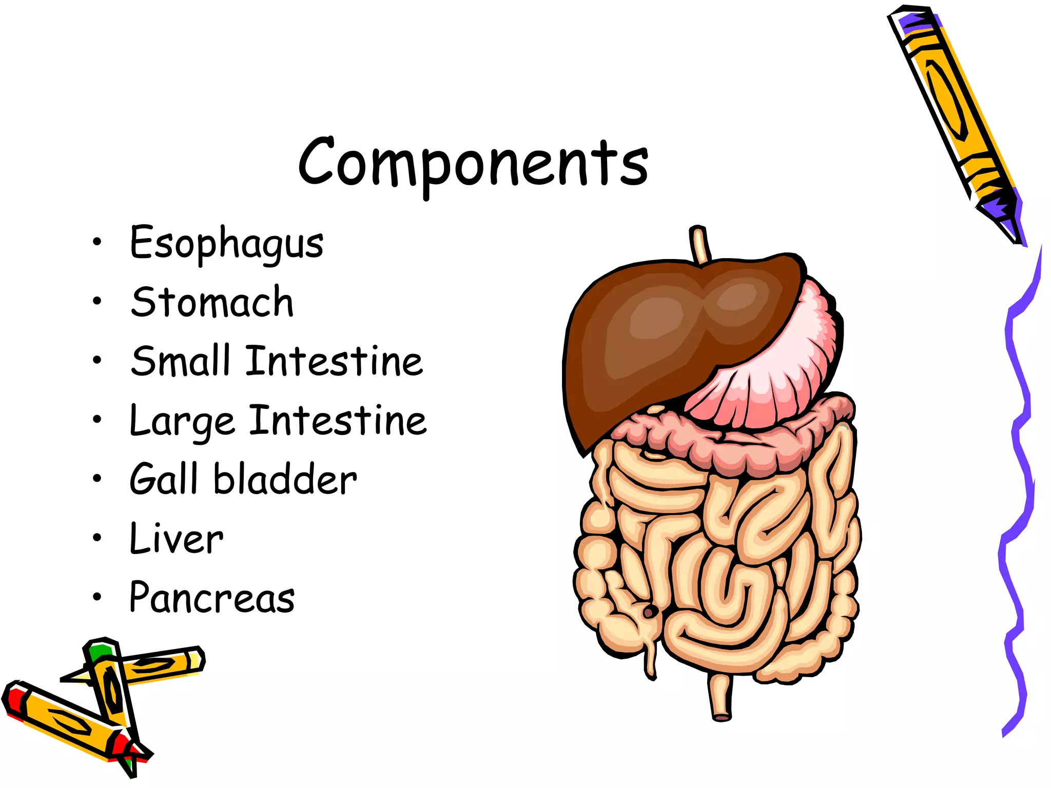 The digestive system | PPT | Nutrition | Healthy Living