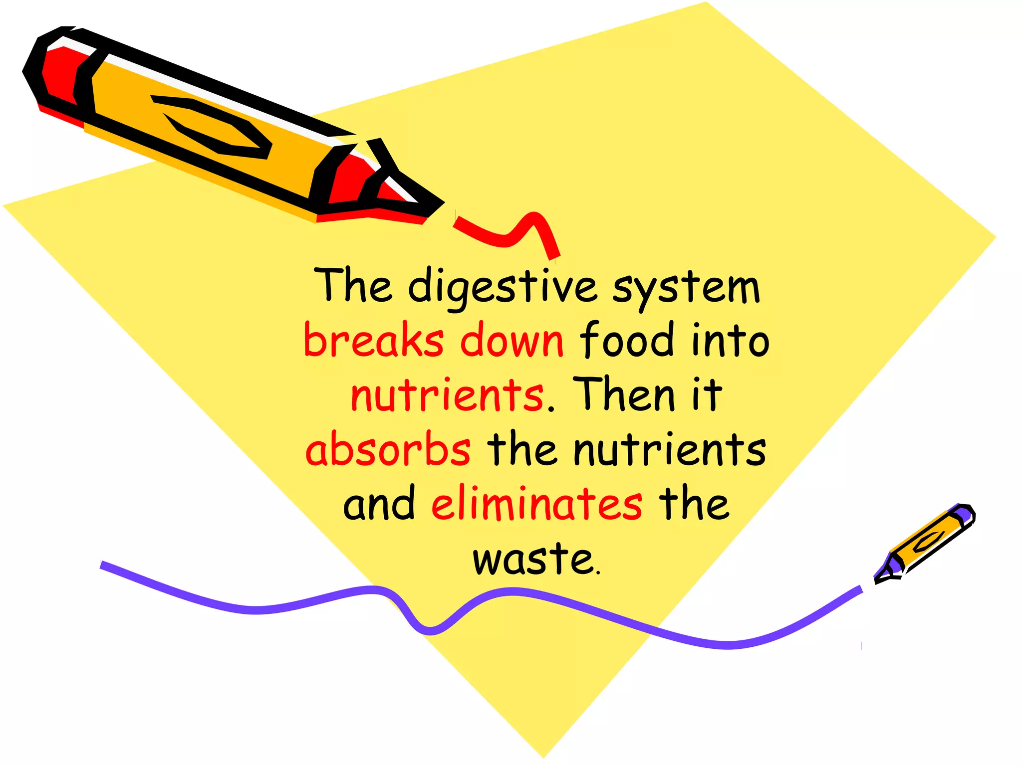 The digestive system | PPT