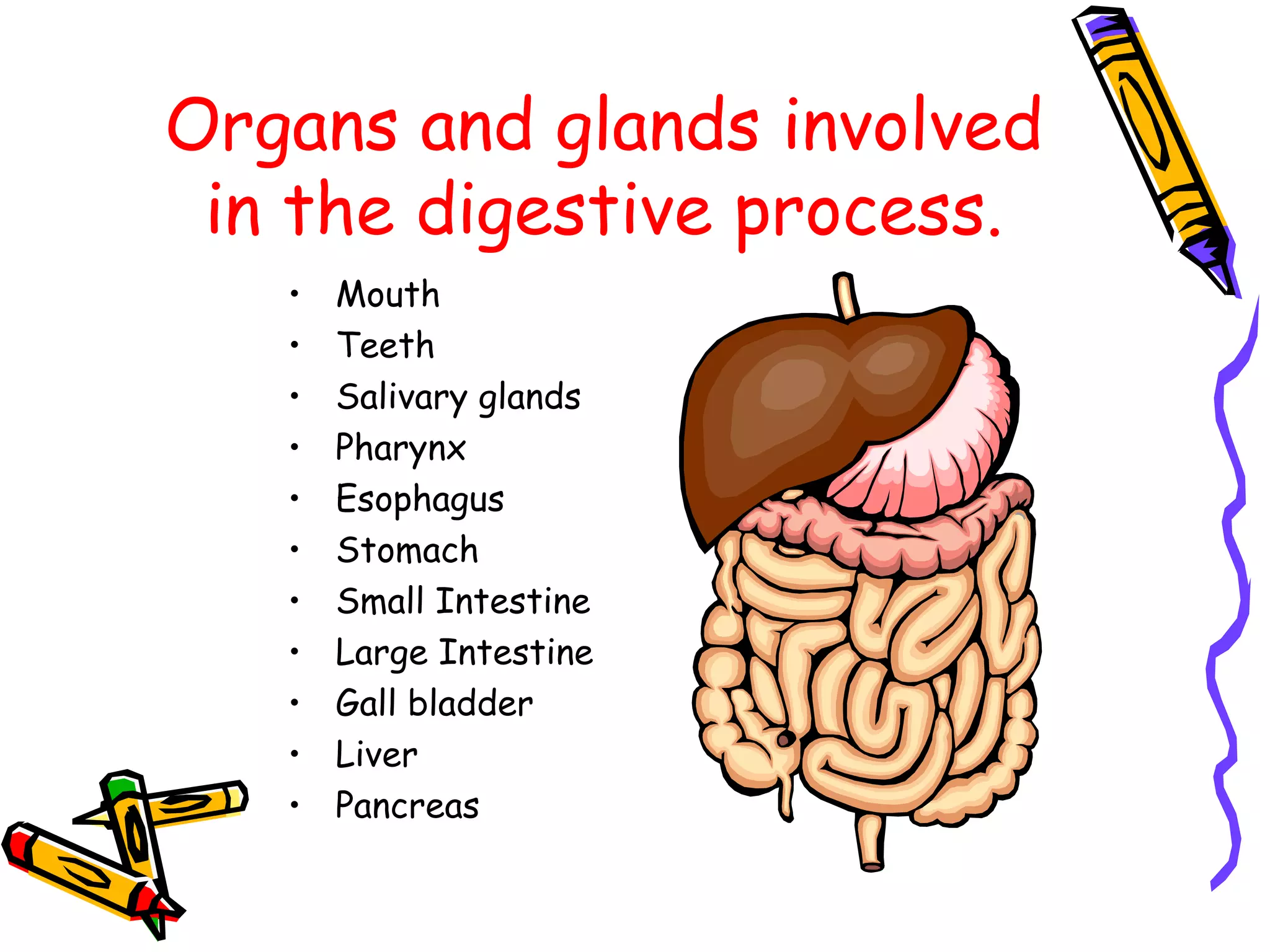 The digestive system | PPT