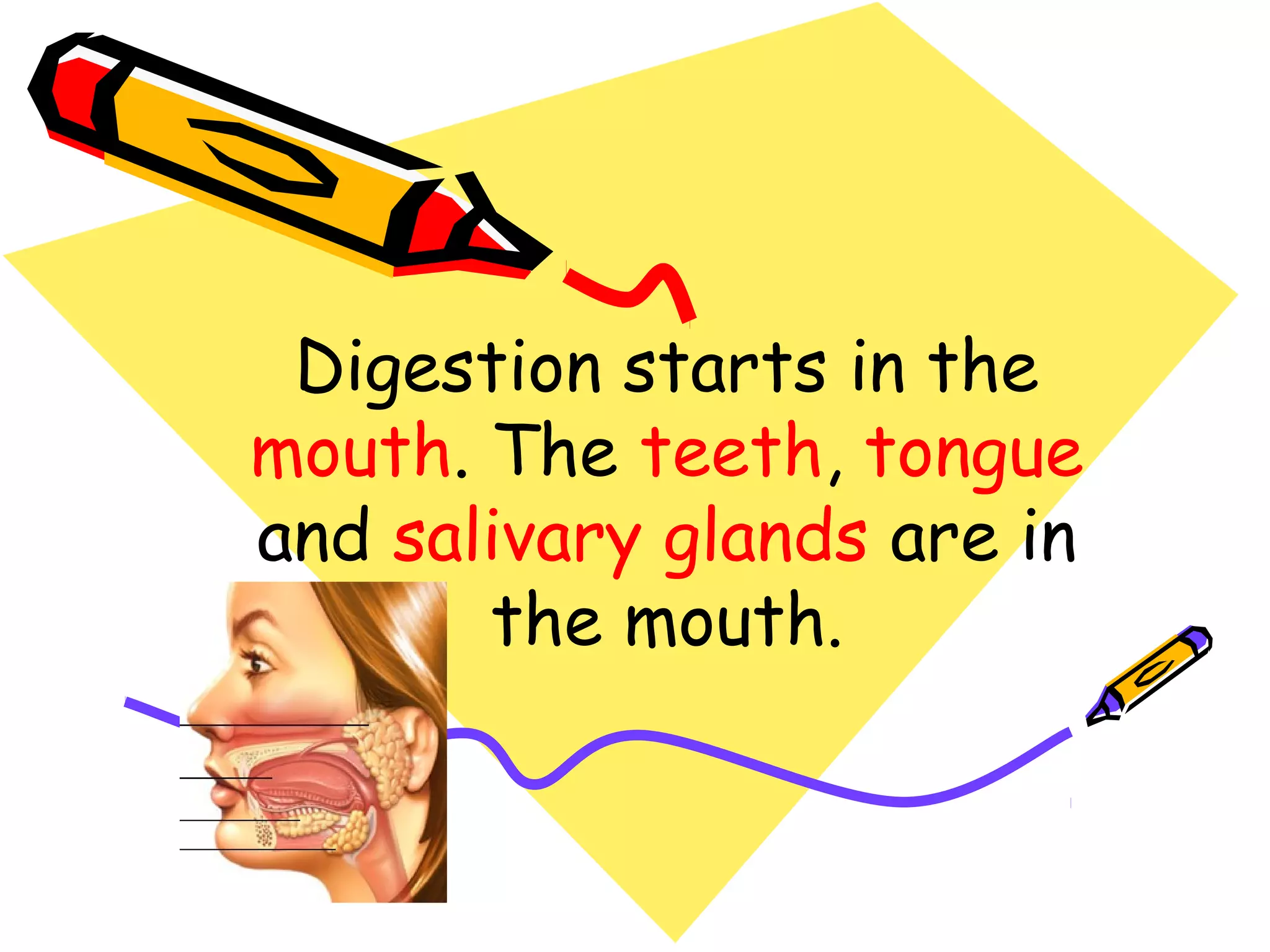 The digestive system | PPT